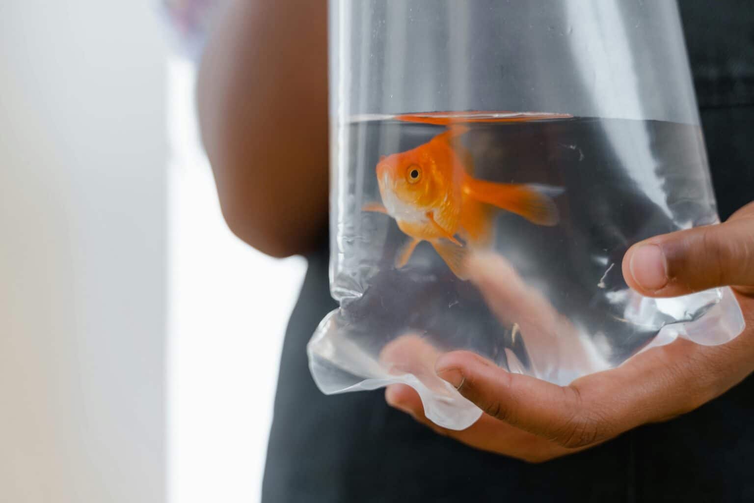 Complete Guide To Transporting Fish During A Move