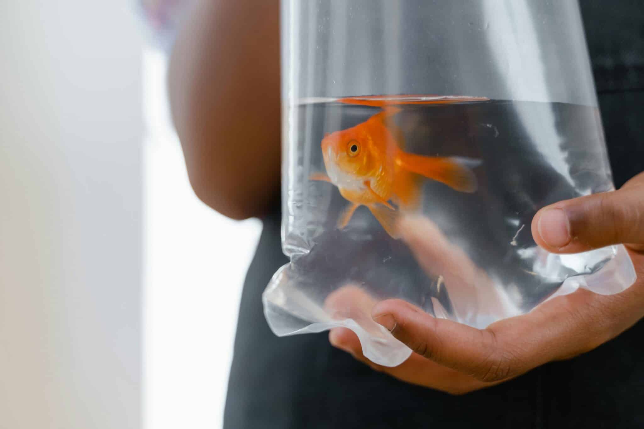 Complete Guide To Transporting Fish During A Move